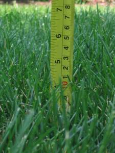 Grass Cutting Height – Do It And How
