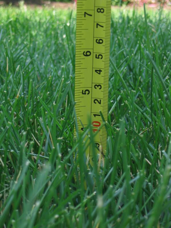 Grass Cutting Height – Do It And How