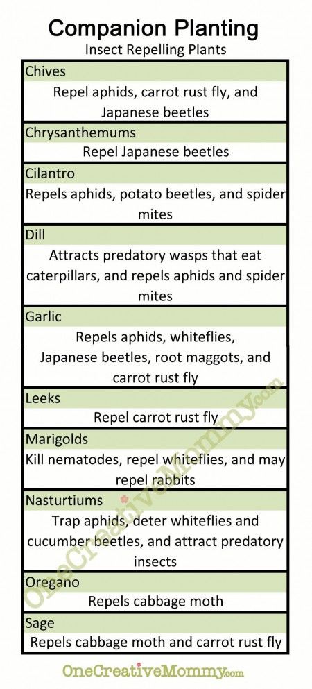 Insect Repelling Plants – Do It And How