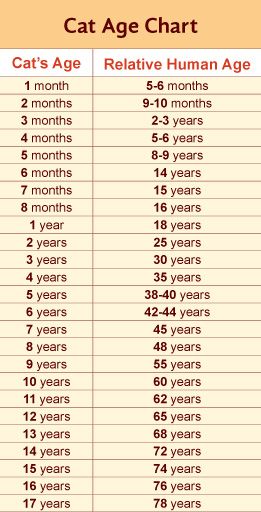 Cat / Human Age Chart – Do It And How