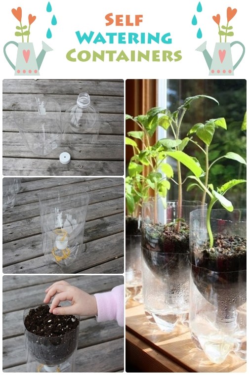Self Watering Plants in Cut Wine Bottles – Do It And How