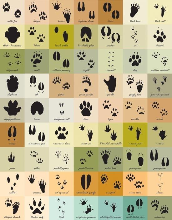 Animal Paw Print Identification