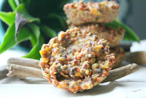 Suet Bird Feed Cakes – Do It And How