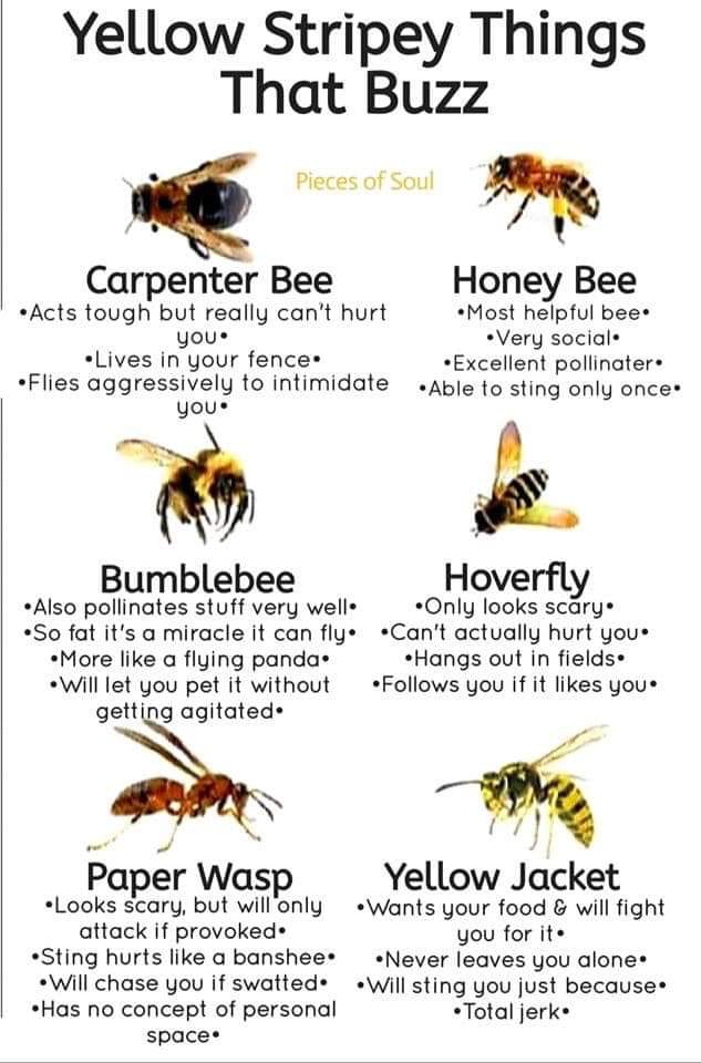 Bee Infochart – Do It And How